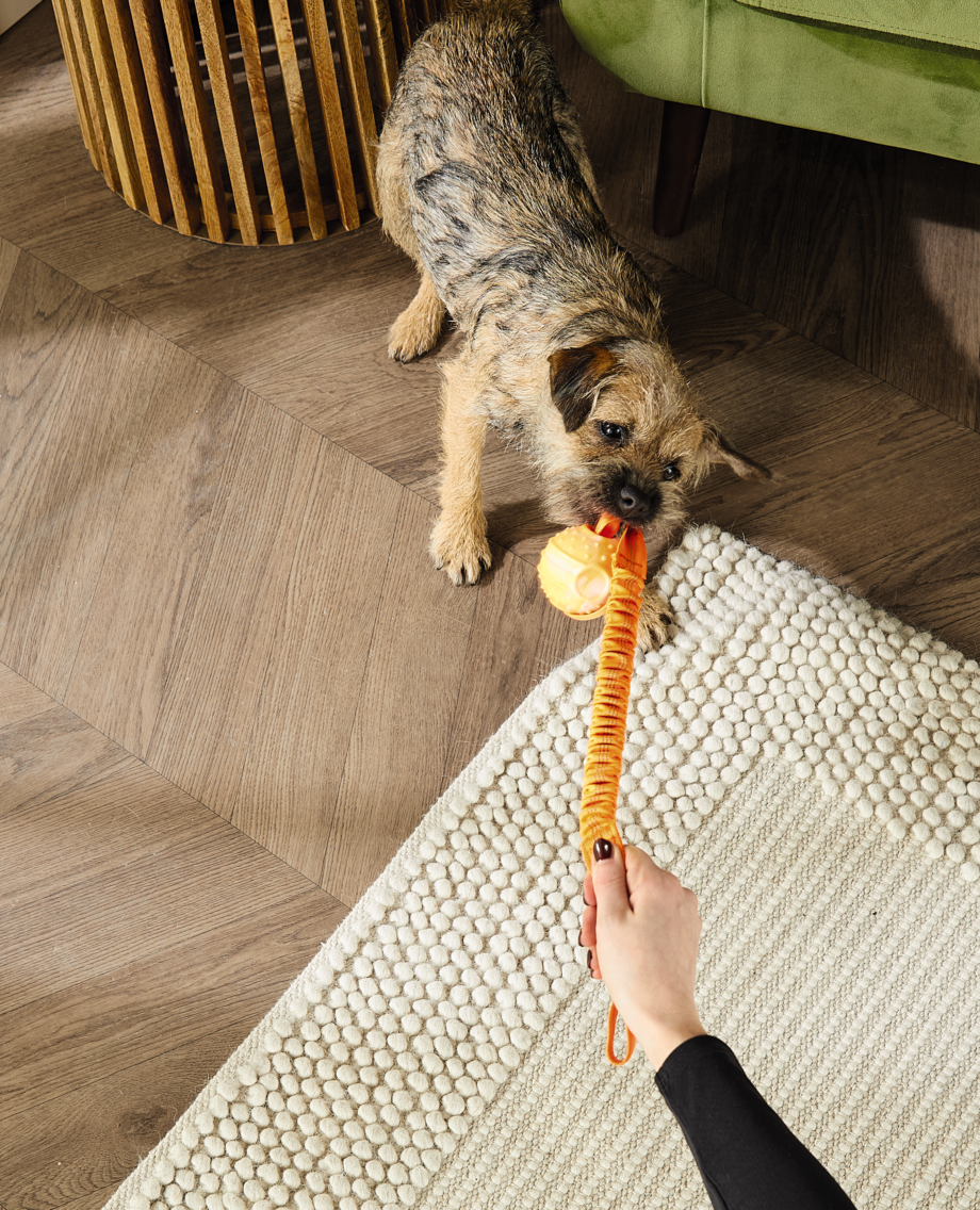 ALDI’S PET EVENT RETURNS, INCLUDING BARGAIN PET BEDS, GROOMING MITTS ...