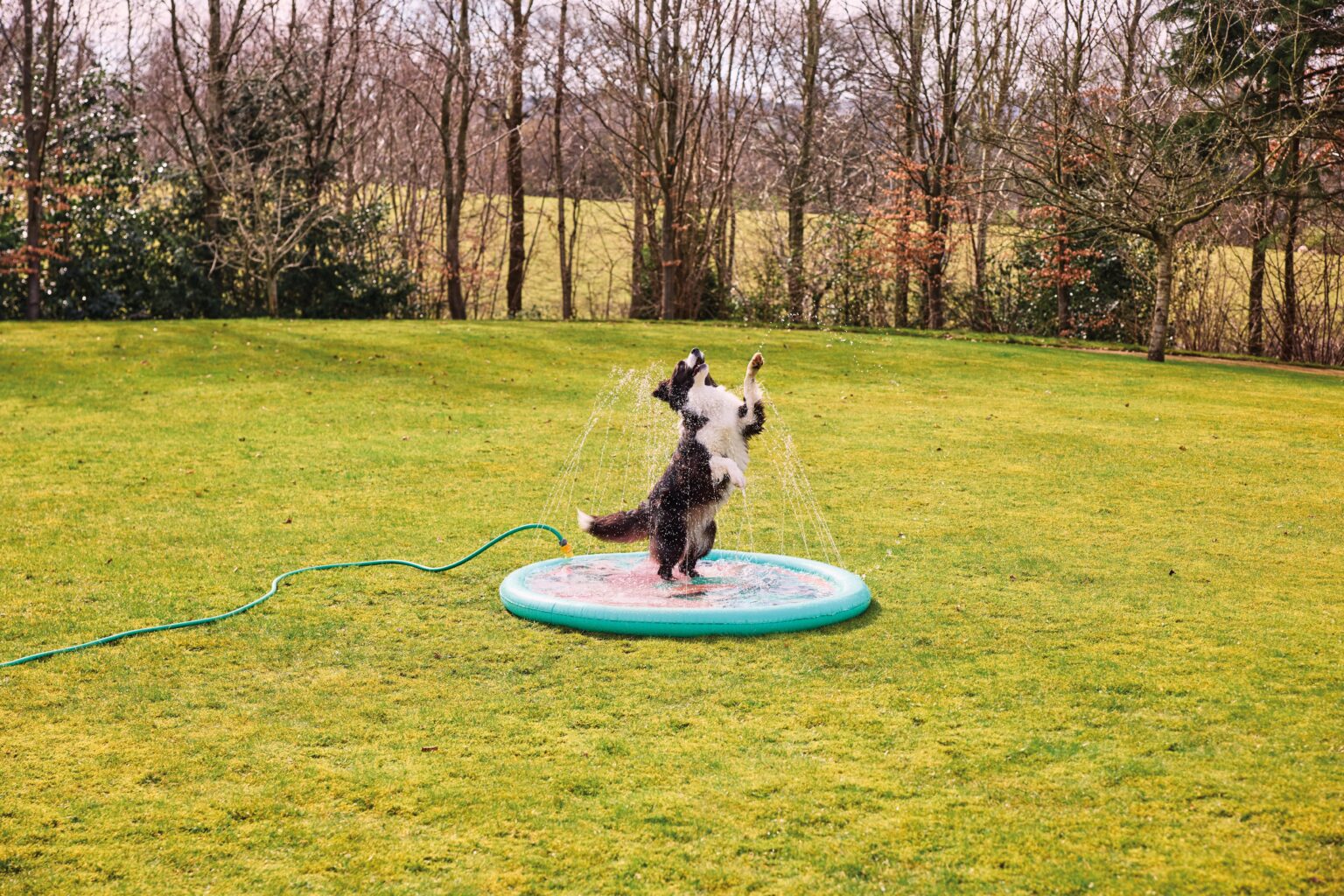 ALDI’S HIT COOLING PET RANGE RETURNS TO HELP AVOID HOT DOGS THIS SUMMER ...