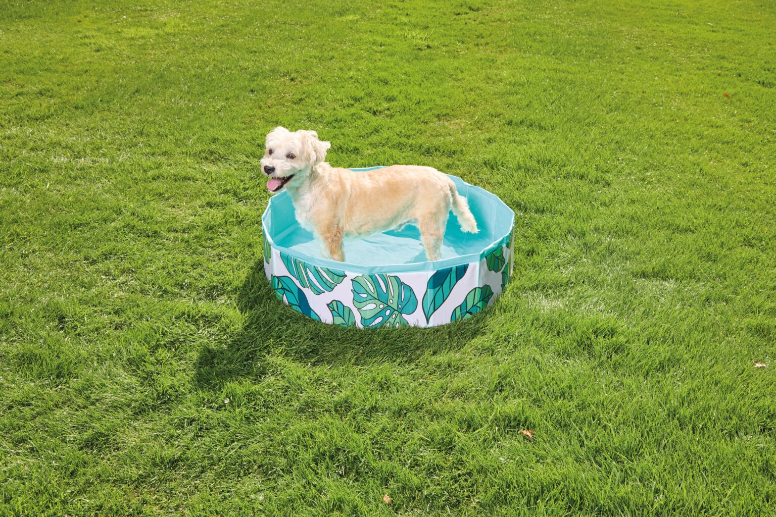 ALDI REVEALS SIZZLING SUMMER PET MUST-HAVES - ALDI UK Press Office