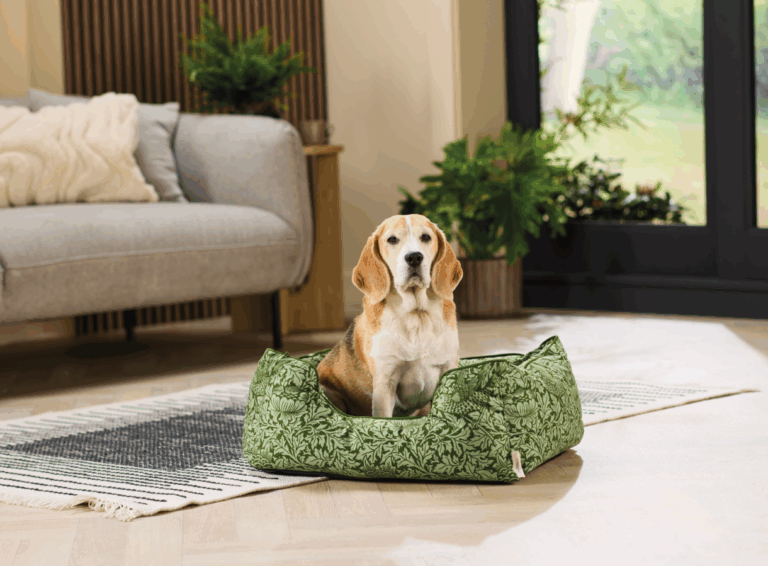 ALDI’S PET BARGAINS RETURN TO STORES – INCLUDING EXCLUSIVE DESIGNER PET ...