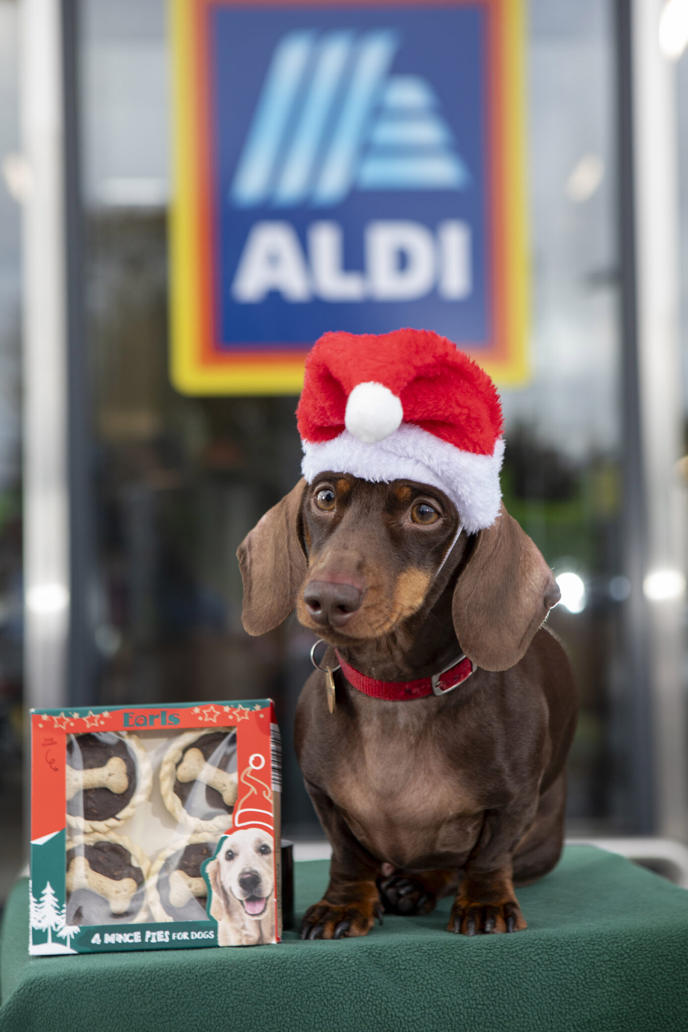 SANTA ‘PAWS’ IS COMING TO TOWN! ALDI LAUNCHES NEW DOG MINCE PIES WHICH ...
