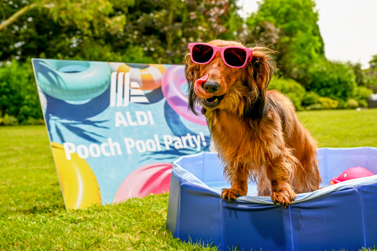 ALDI’S SELL-OUT PET POOL IS BACK AND POOCHES ARE CELEBRATING WITH AN ...
